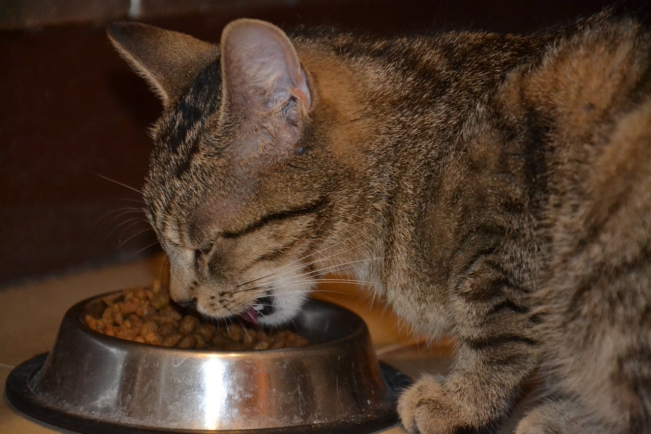 Auf richtiges Tierfutter achten | Katzen Ratgeber