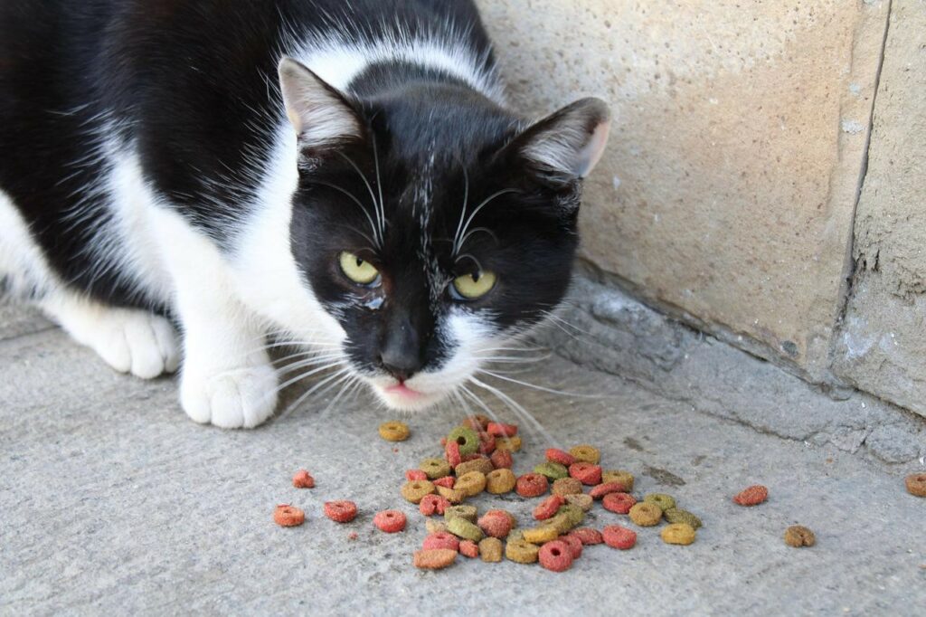 Snacks für Katzen – Ein Ratgeber rund um Leckerlis und Lieblingssnack ...